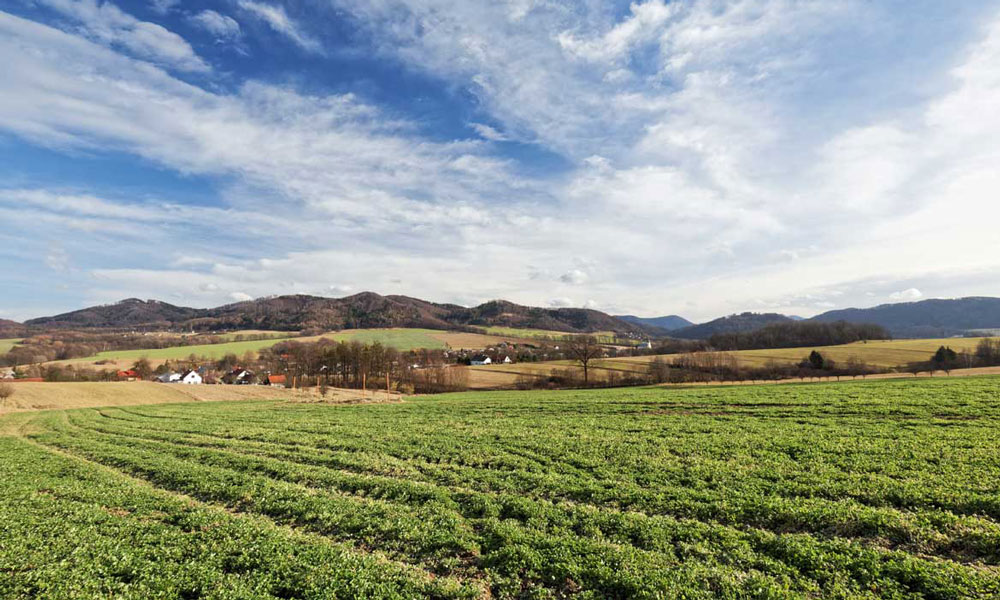 Case Studies | Bonnefield
