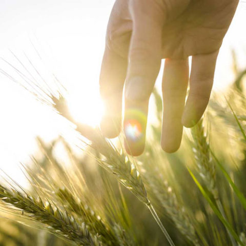 Bonnefield | Farmland for Farming.